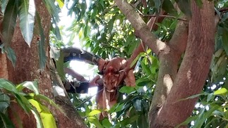 Onça parda é resgatada de quintal de casa no Paraná veja fotos