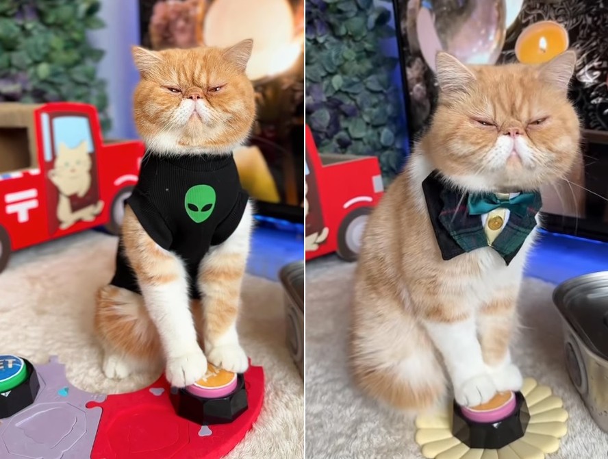 Khariton, o gato vidente, 'prevê' cura para diabetes e descoberta de ...