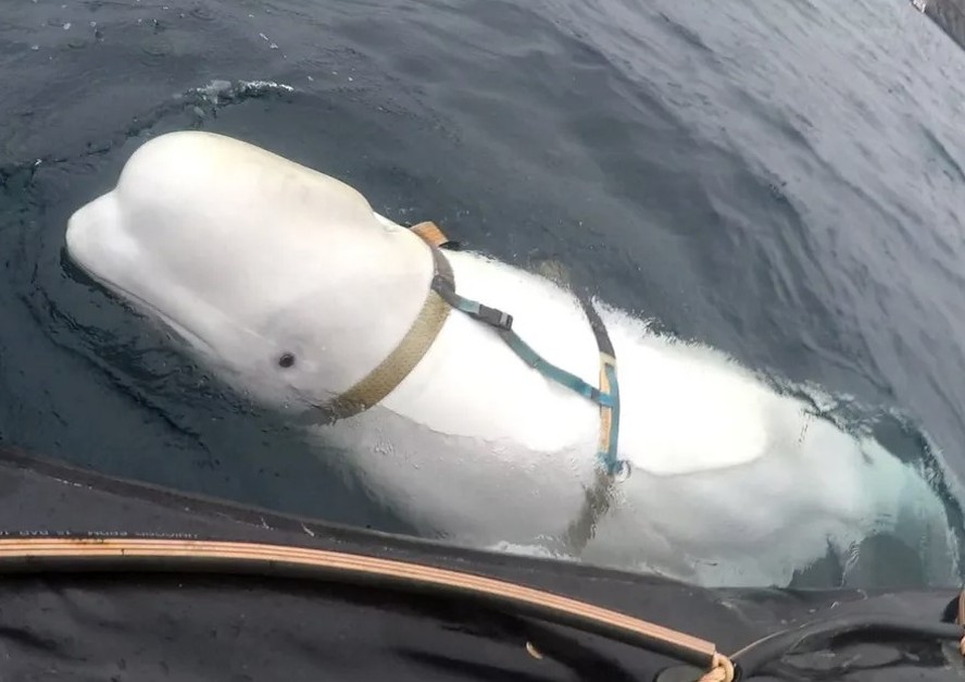 Beluga 'espiã' pode ter sido parte de missão secreta da Rússia, diz ...