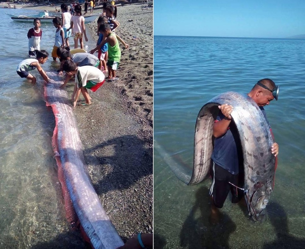 'Peixe do fim do mundo': veja os maiores exemplares de peixe-remo já ...