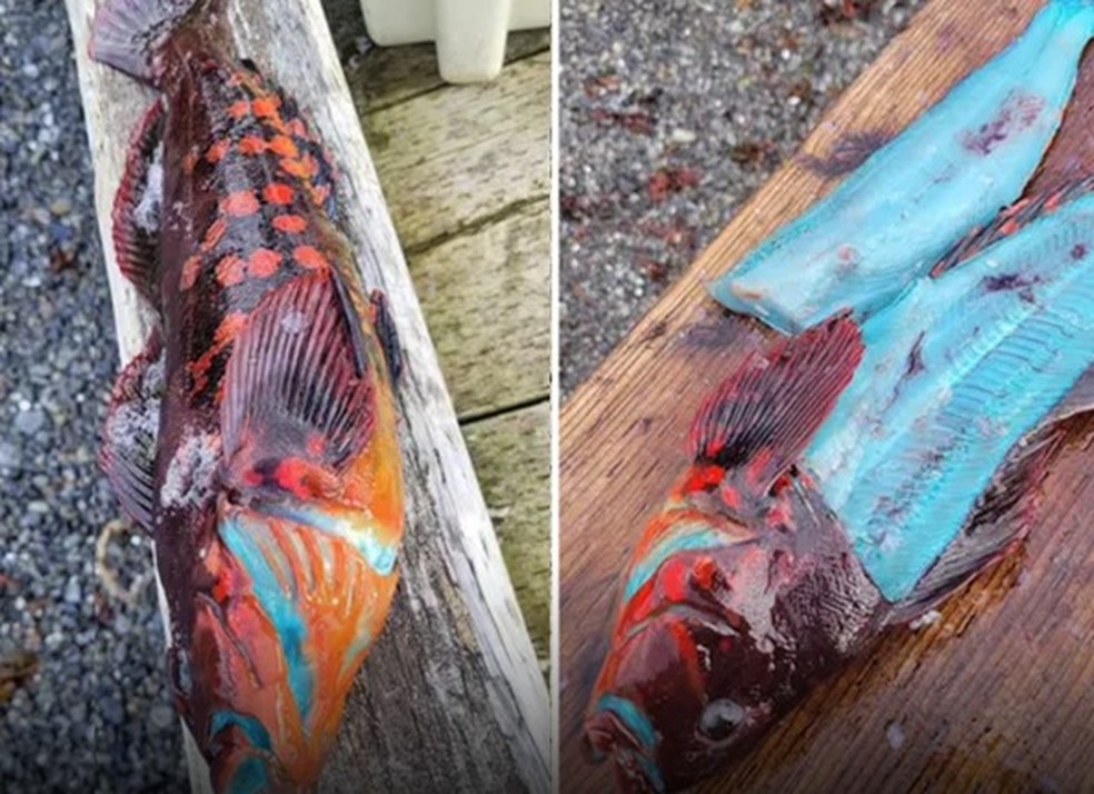 Pescador deixa a web maravilhada após fisgar peixe com carne azul ...