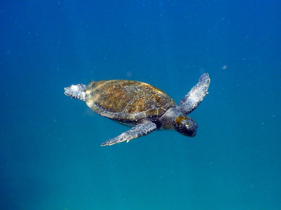 Arraial do Cabo é convite ao mergulho, com águas cristalinas e vida marinha