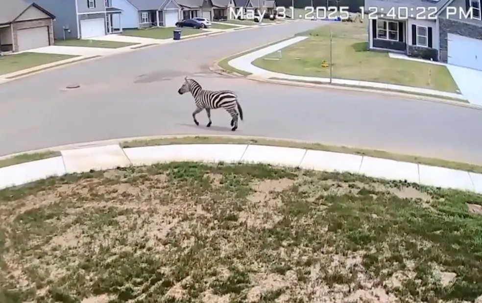 Zebra de estimação em fuga paralisa rodovia nos Estados Unidos