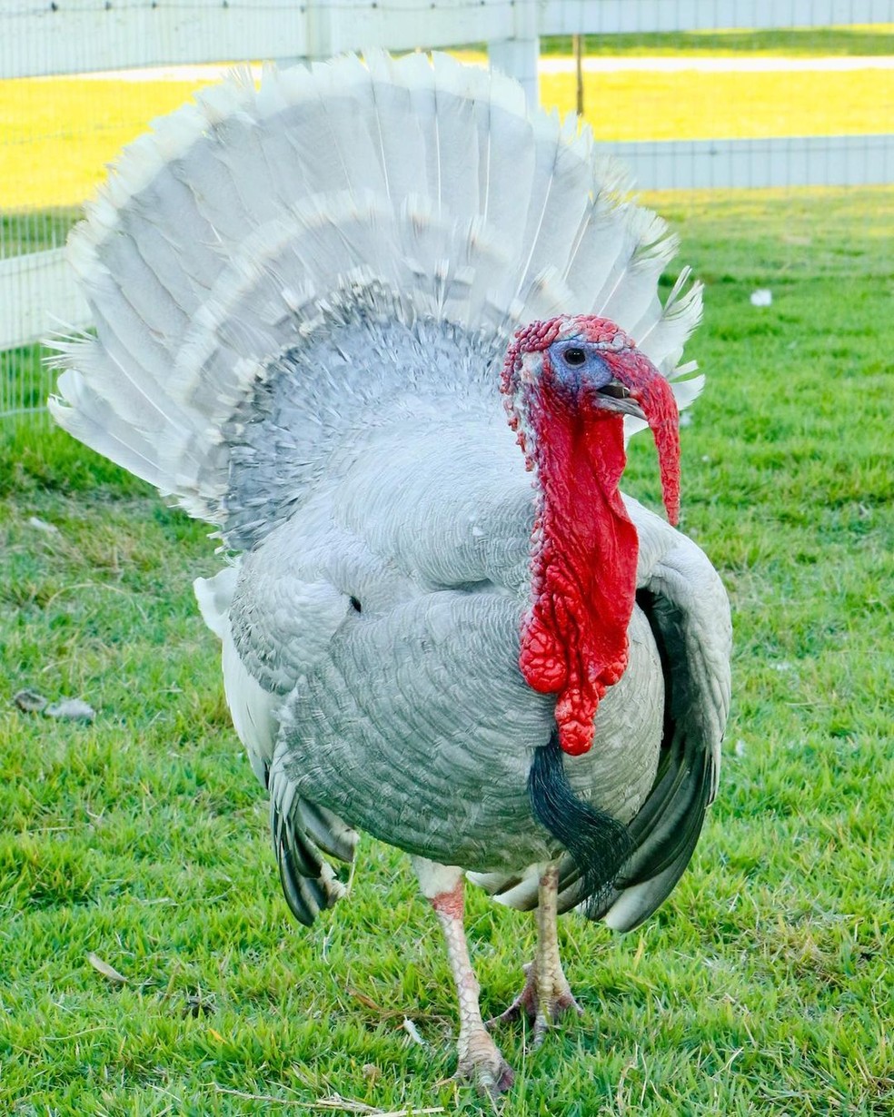 Anitta, Ludmilla e mais: conheça os animais do sítio de Nicole Bahls ...