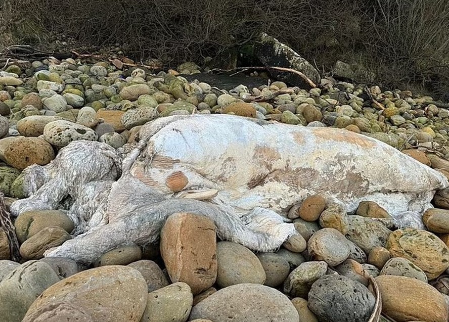 Restos mortais de 'criatura estranha' sem face são achados em praia: o ...