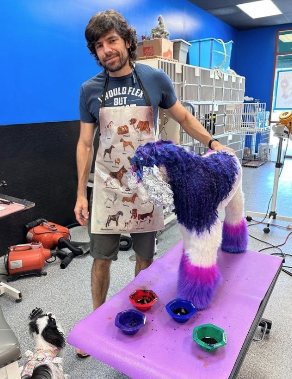 Tutora de cadela é acusada de crueldade por tingir pelos de poodle, que ...