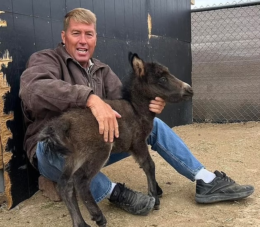 Veterinário desaparece após ser flagrado chutando cavalo em rancho