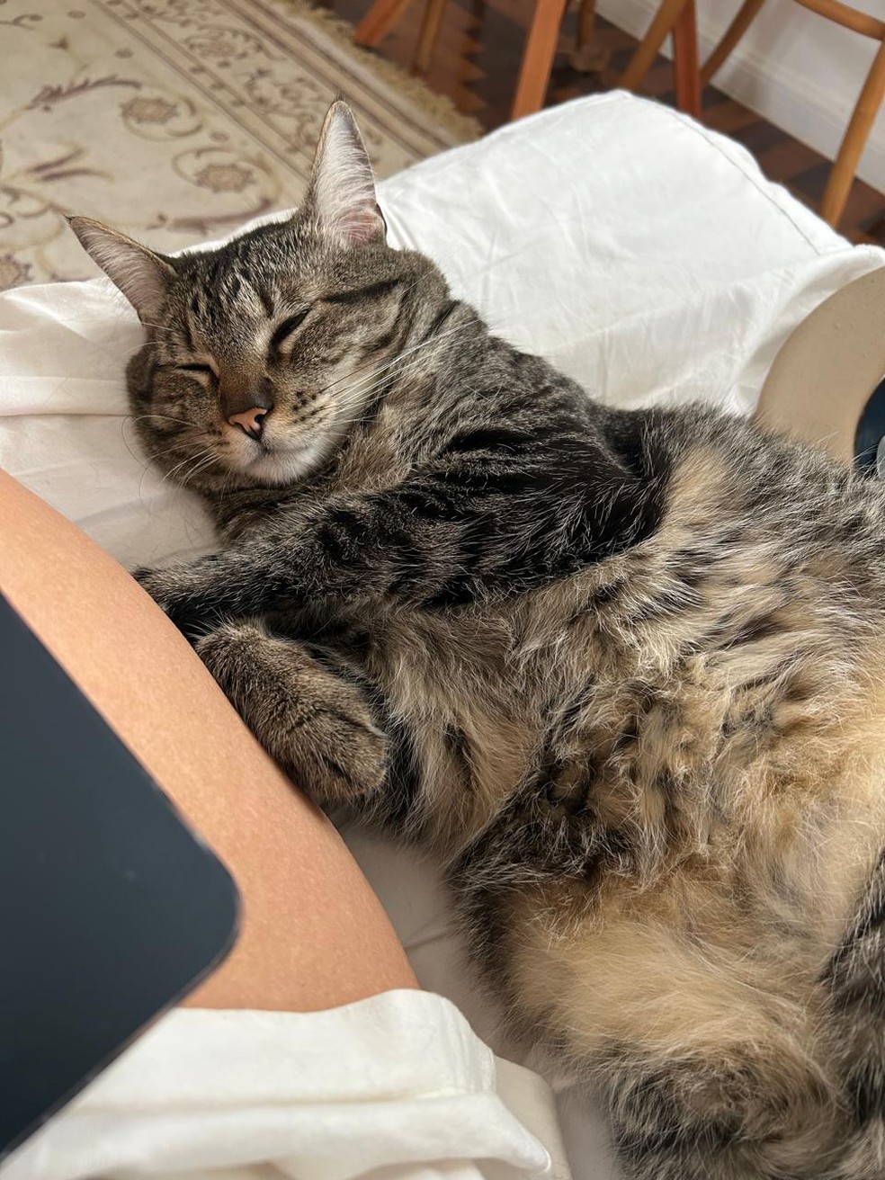 A hora e a vez de Chimi, 'um gato malhado muito carente e falador'