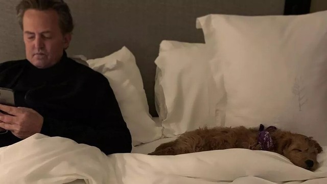 Conheça Alfred, cachorro de Matthew Perry que pode ser adotado por Lisa ...
