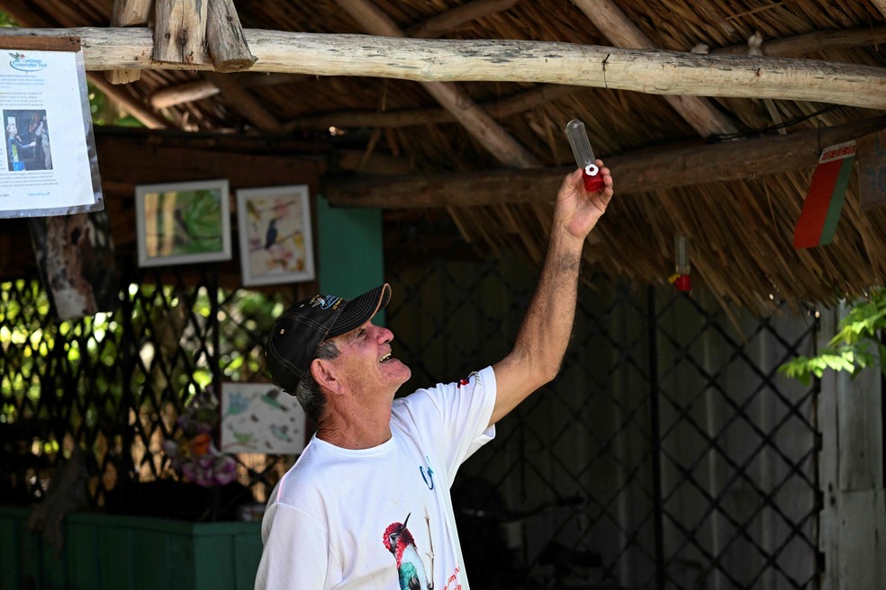 'Zunzuncito': menor pássaro do mundo tem casa com jardim em Cuba