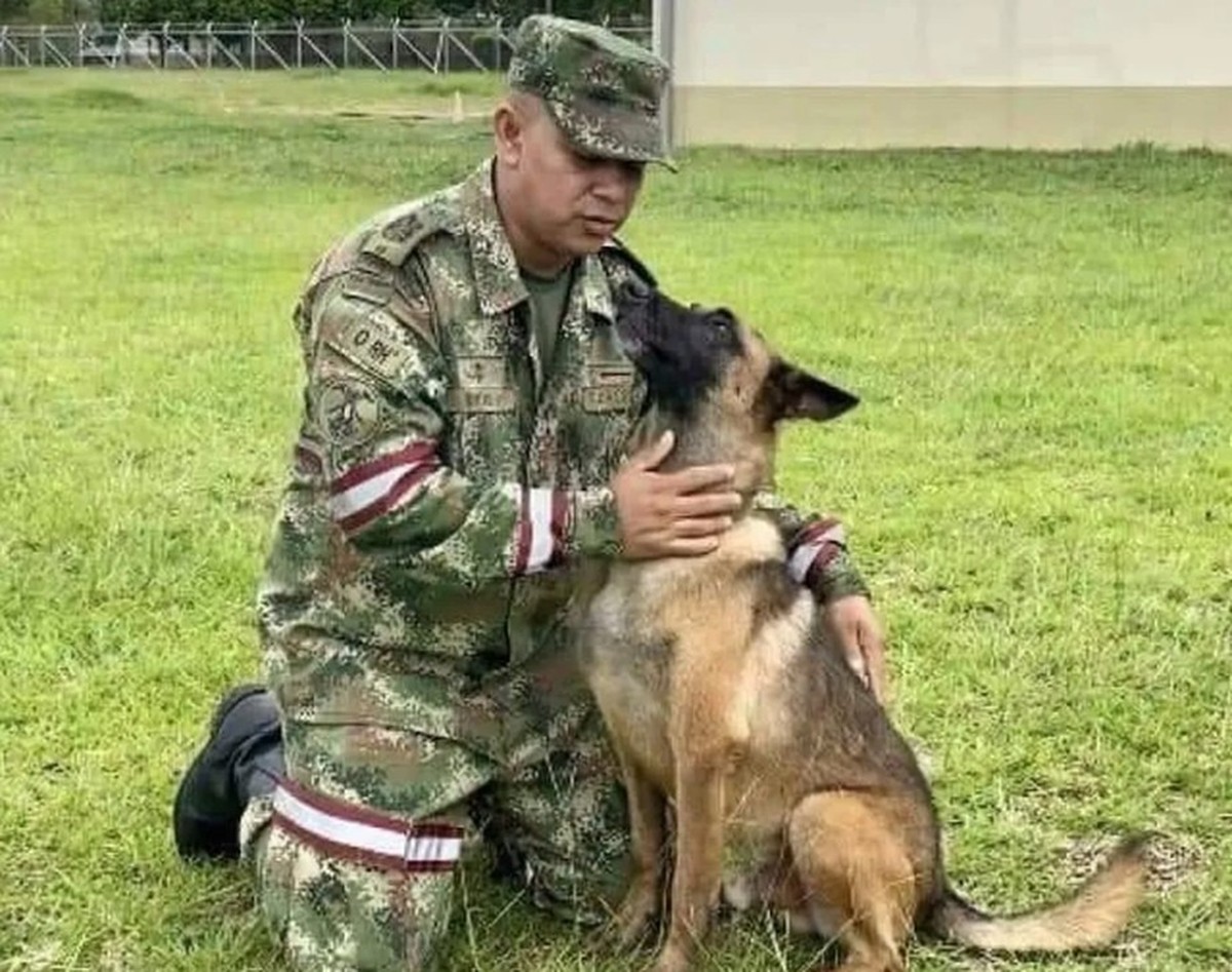 Conheça Wilson, o cão desaparecido que ajudou na busca das crianças ...
