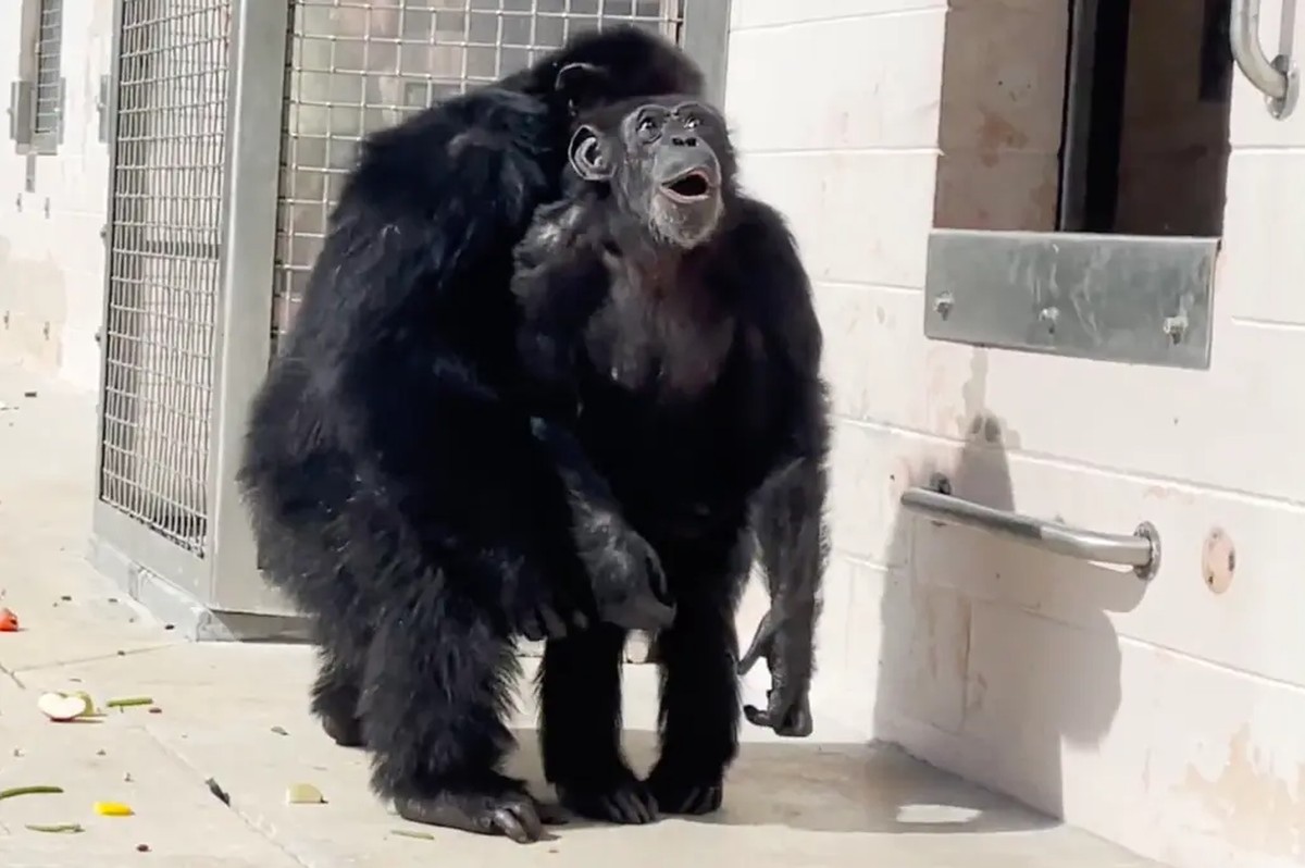 Reação de chimpanzé de 29 anos ao ver o céu pela primeira vez encanta a web