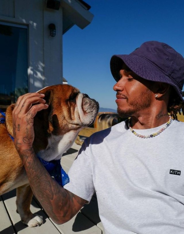 Cão de Lewis Hamilton tem 1 milhão de seguidores, cachê para modelar, é ...