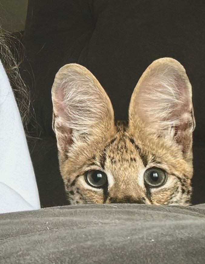 Revelação do rap, MC Oruam é dono de gato que pode custar R$ 100 mil ...