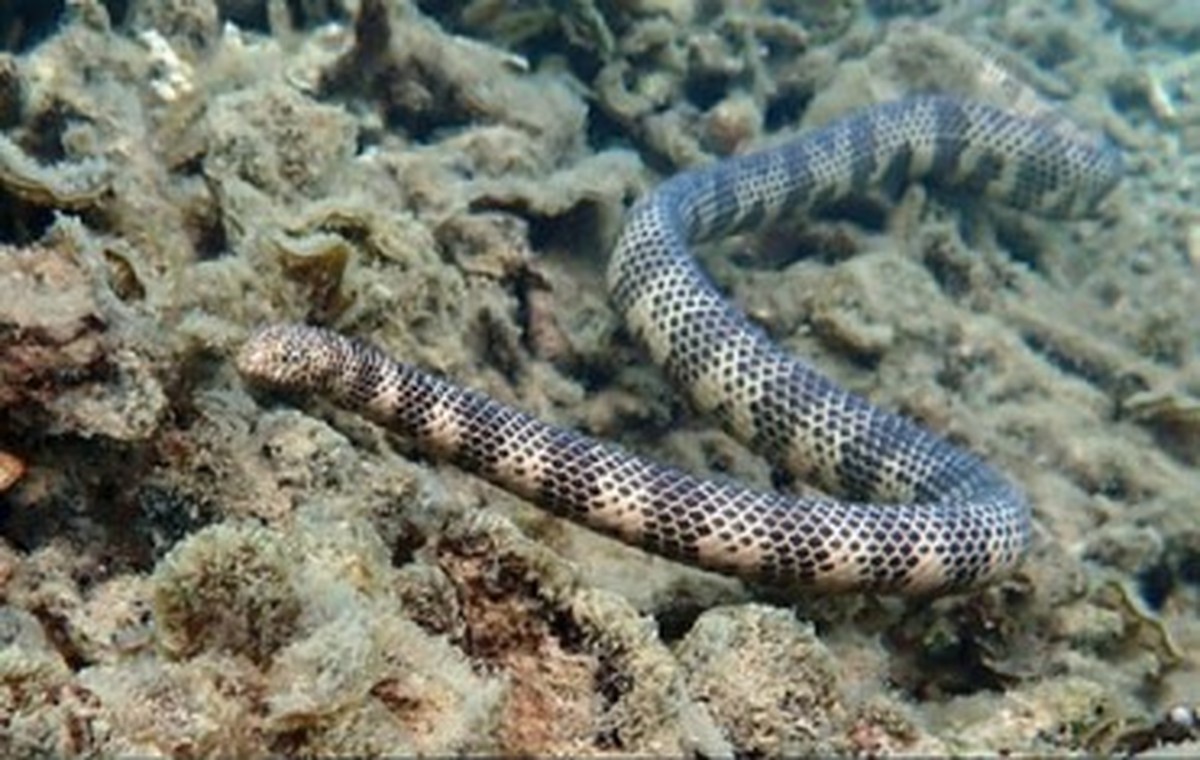 Estudo: machos de cobras marinhas desenvolveram olhos maiores para ...