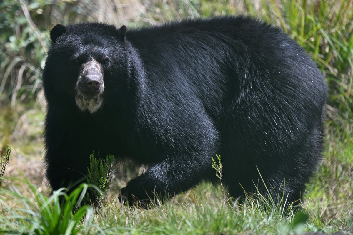 Um urso rebelde busca sua liberdade na Colômbia