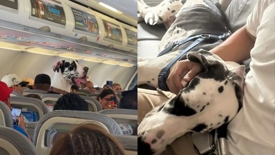 Dogue alemão viraliza após viajar de avião como animal de apoio emocional