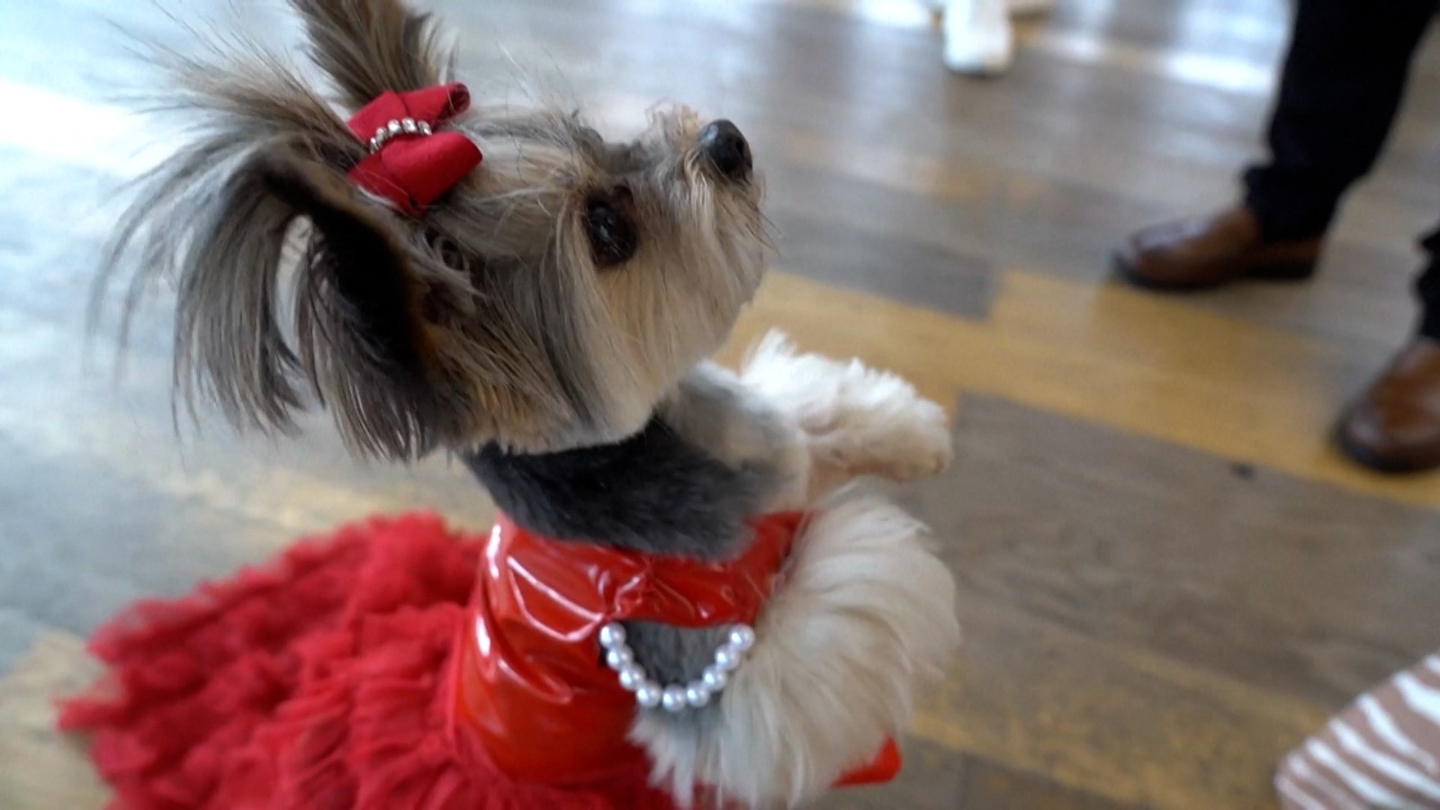 'Pet Gala': cadela rouba a cena com look de gato inspirado na cantora ...