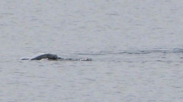 Novas fotos aquecem o debate: o monstro do Lago Ness realmente existe?