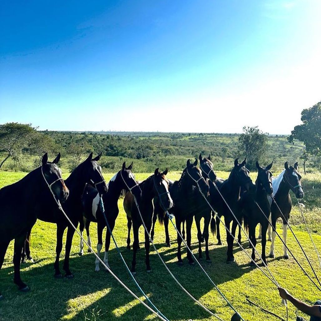Galã de 'A viagem', Maurício Mattar já é avô de quatro e se dedica à carreira musical após se ...