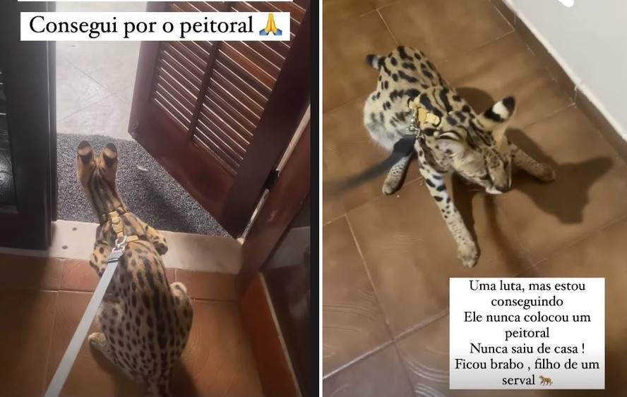 MC Oruam e adestrador mostram dificuldade para por coleira em gato de R ...