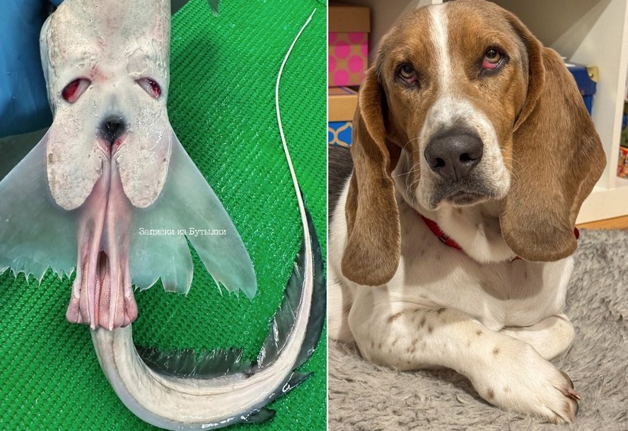 Famoso pescador do Ártico acha criatura bizarra 'parecida com cão basset'
