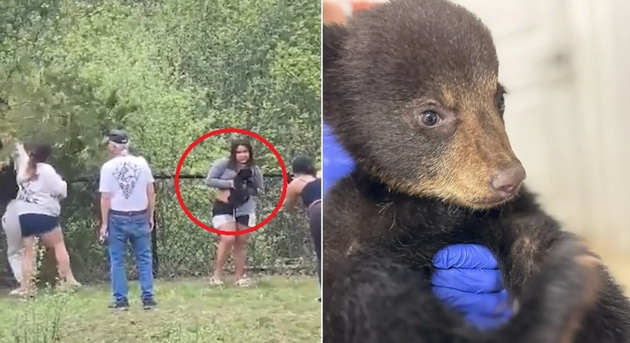 Filhote de urso arrancado de árvore para que pessoas tirassem fotos com ...