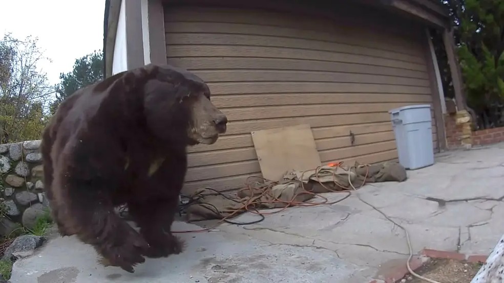 Drama na Califórnia: urso invasor deixa casa de homem após 37 dias