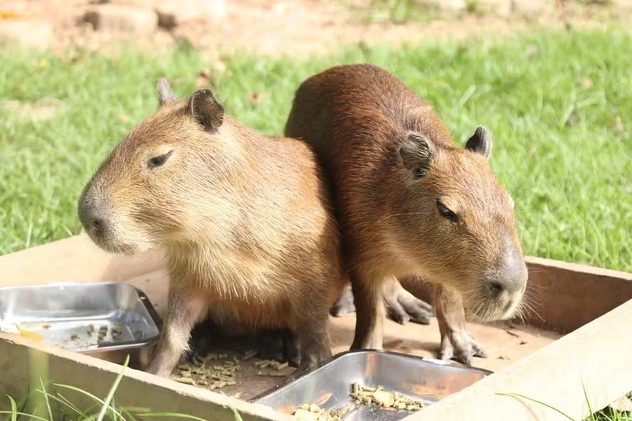 Marta e Neymar? Sandy e Junior? Nomes de filhotes de capivara ...