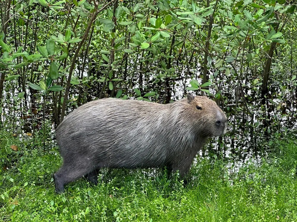 Dia da capivara: famílias de roedores que viviam na Lagoa desapareceram ...