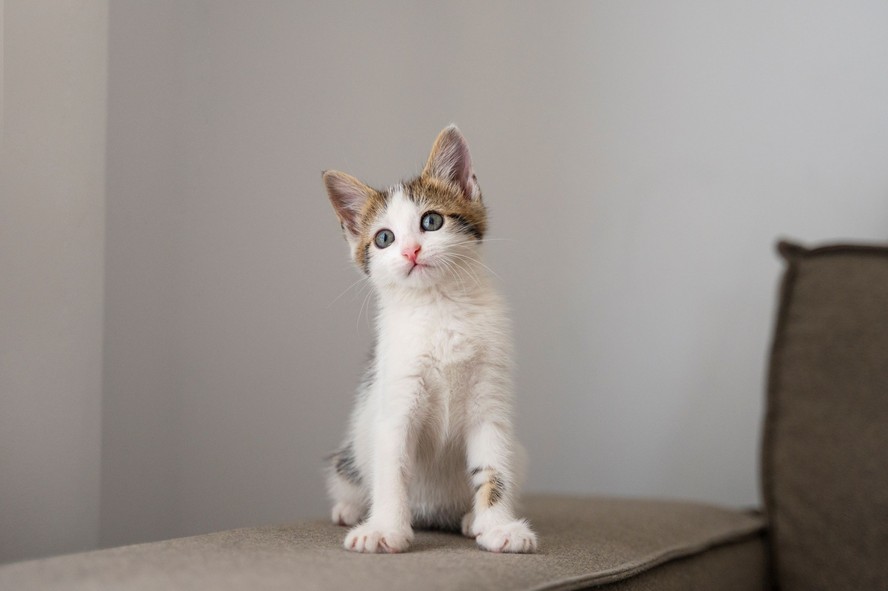 Por que hoje é o Dia Internacional do Gato? Entenda a data