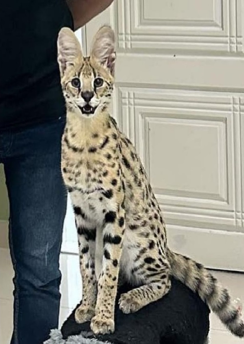Revelação do rap, MC Oruam é dono de gato que pode custar R$ 100 mil ...