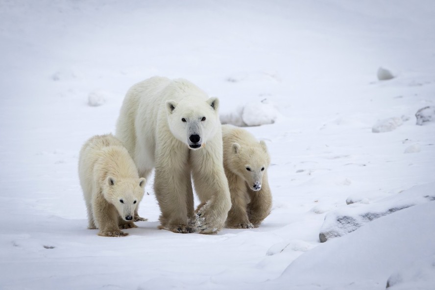 Ursa-polar adota filhote órfão no Canadá e cena rara emociona pesquisadores