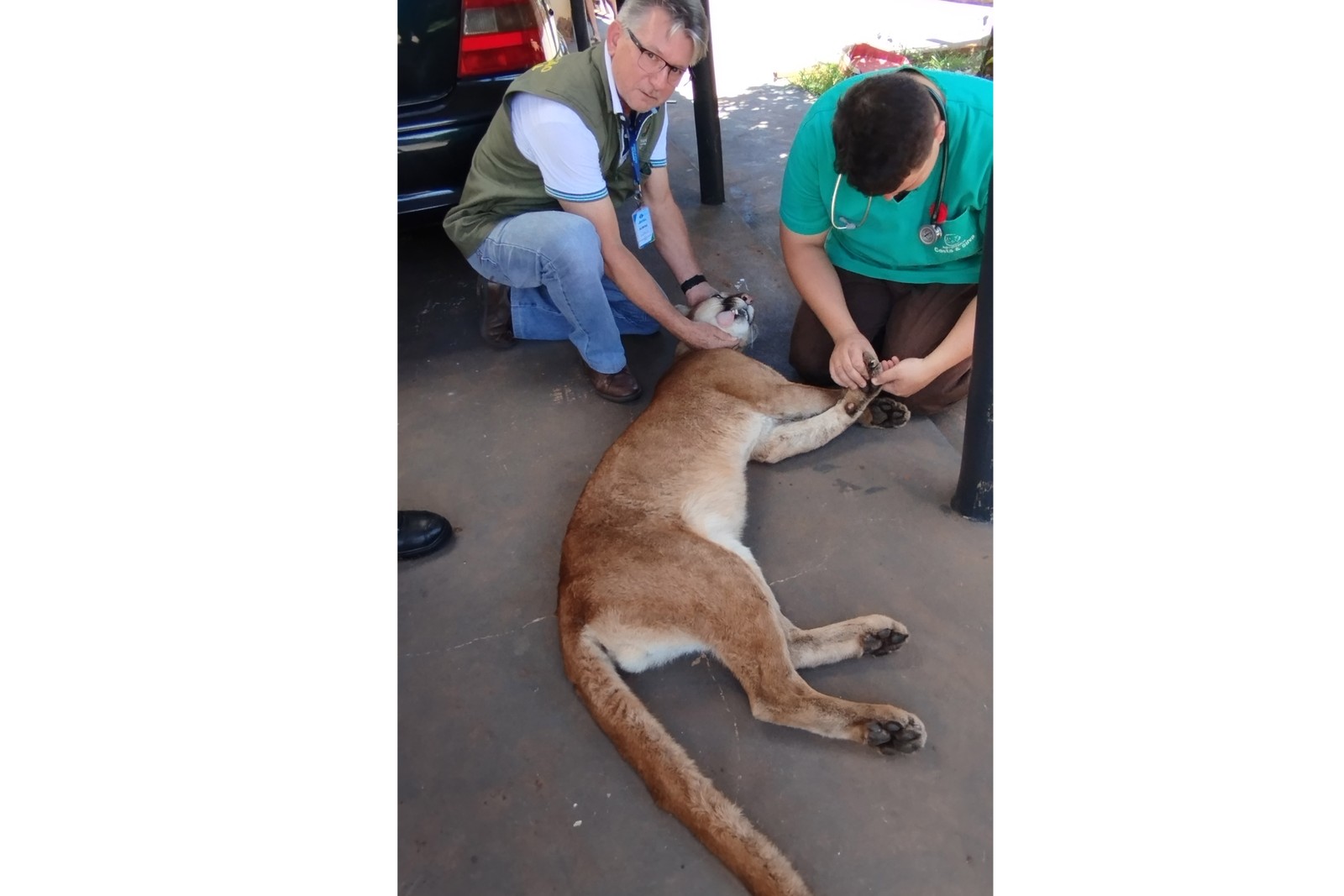 Onça-parda é resgatada de quintal de casa no Paraná; veja fotos