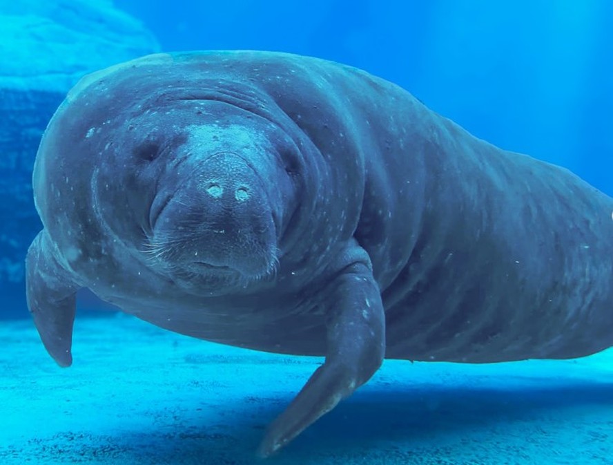 Peixe-boi que vive em aquário bate recorde após completar 71 anos