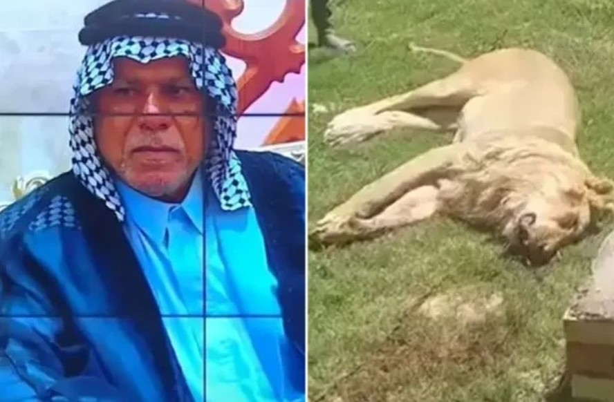 Homem é morto por leão que ele tentava domesticar no jardim de casa