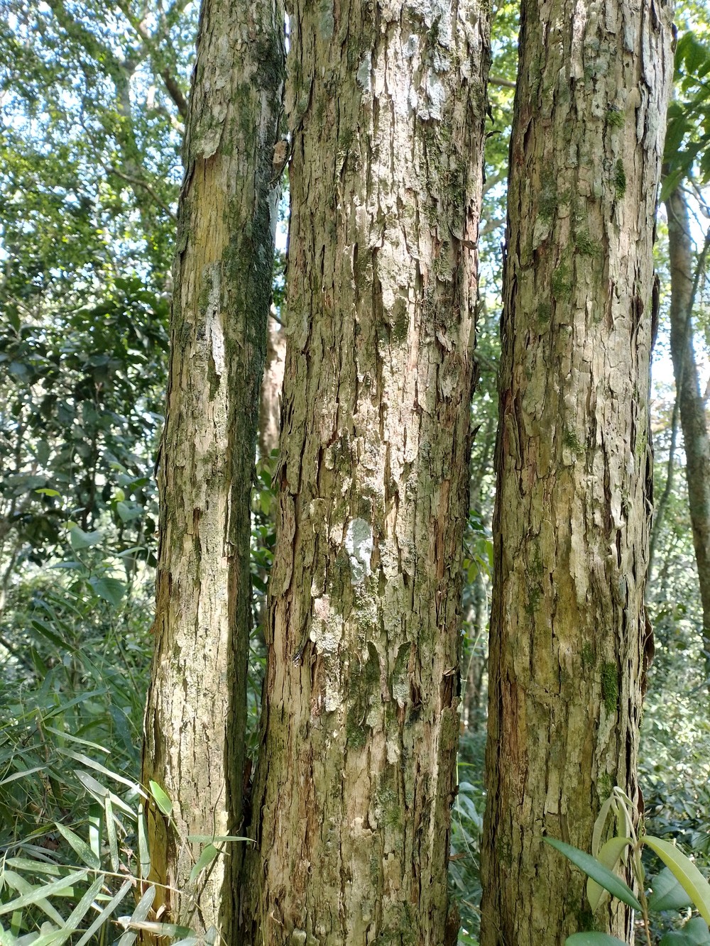 Duas espécies inéditas de árvores frutíferas são descobertas em parque ...
