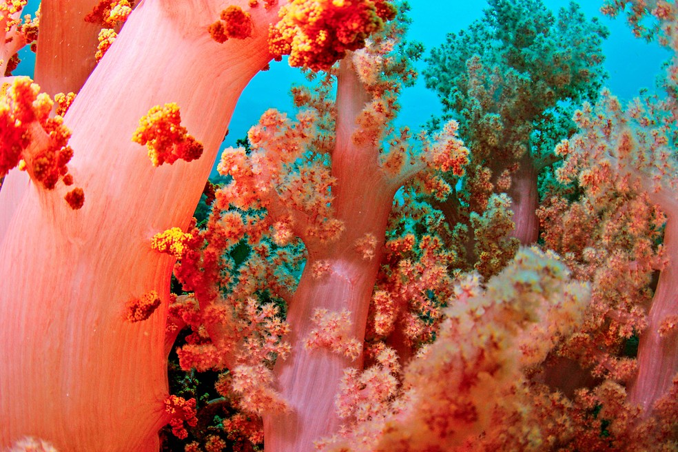 Arraial do Cabo é convite ao mergulho, com águas cristalinas e vida marinha