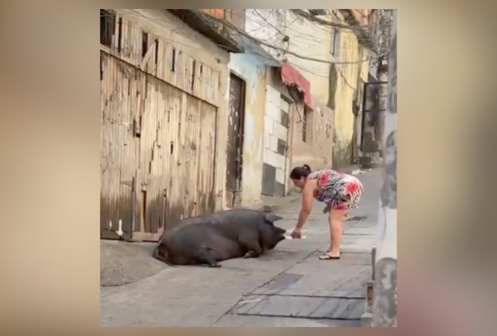 Conheça a Beth, a 'porca rainha' da Rocinha