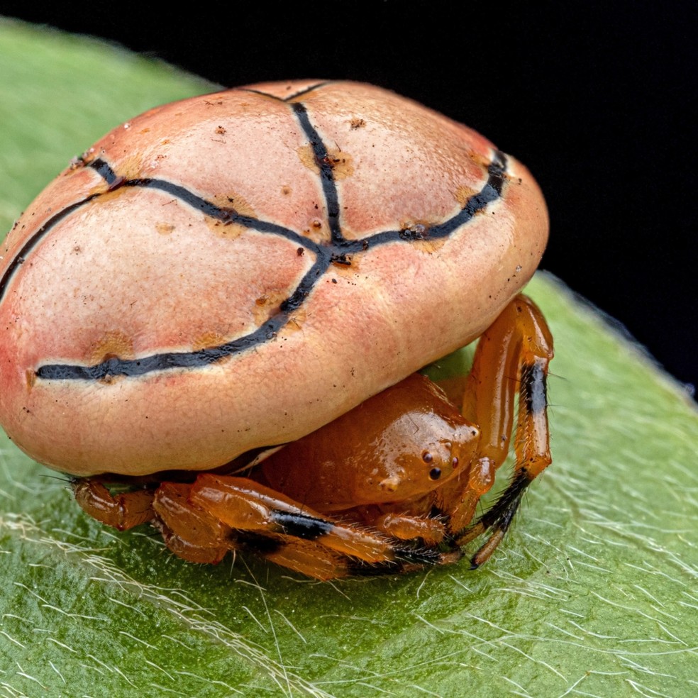 Descobertas no mundo animal: aranha que brilha azul e dezenas de outras ...