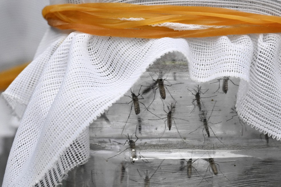 Conheça a 'biofábrica' de mosquitos na Colômbia que combate a dengue e ...