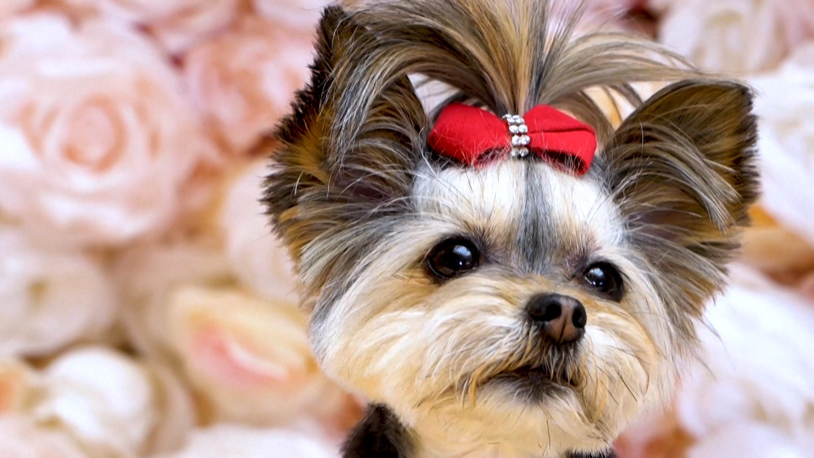 'Pet Gala': cadela rouba a cena com look de gato inspirado na cantora ...