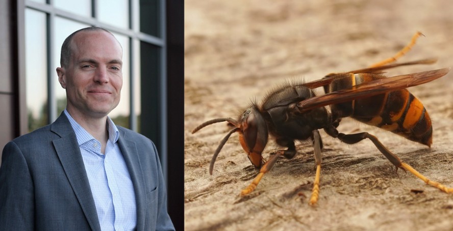 Picados mais de 100 vezes: ataque de vespas-mandarinas mata pai e filho americanos em resort no Laos