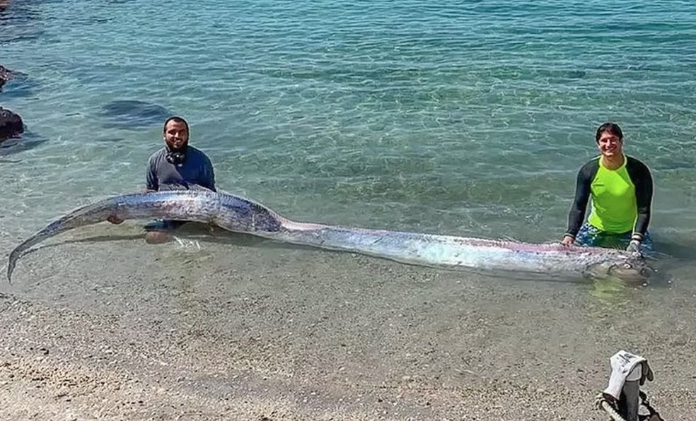 'Peixe do fim do mundo': veja os maiores exemplares de peixe-remo já ...