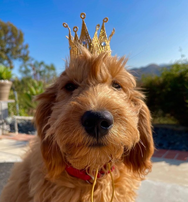 Conheça Alfred, cachorro de Matthew Perry que pode ser adotado por Lisa ...