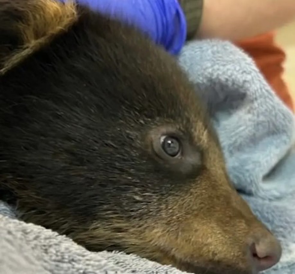 Filhote de urso arrancado de árvore para que pessoas tirassem fotos com ...