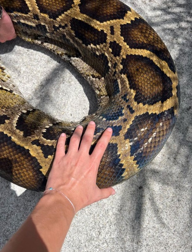 Caçadores americanos capturam píton gigante de 5,7 metros: 'Tentou me ...