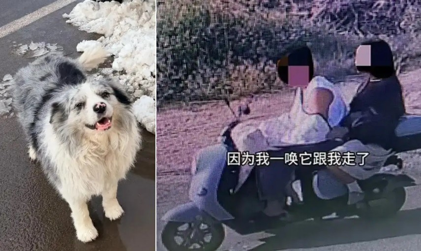 Cão com 1,5 milhão de seguidores é sequestrado e acaba virando refeição ...