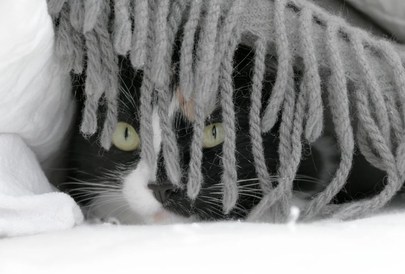 Concurso premia as fotos de pet mais engraçadas do mundo