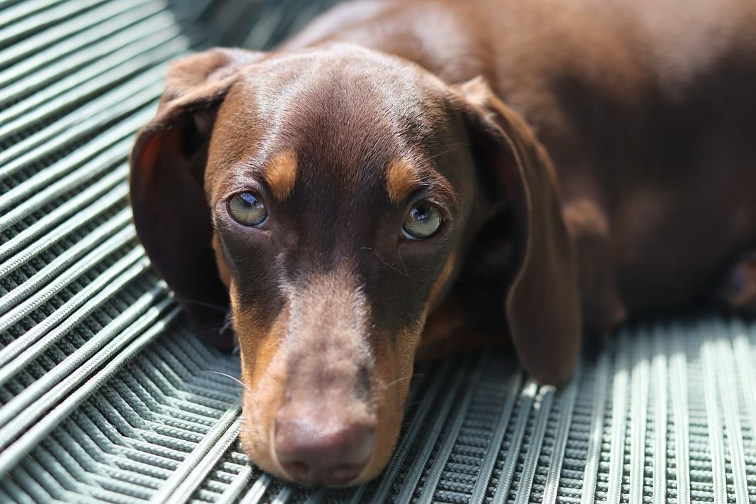 Homônimo de estrela do Botafogo, jogador do Los Angeles FC enfrenta o Flamengo, seu ex-time ...